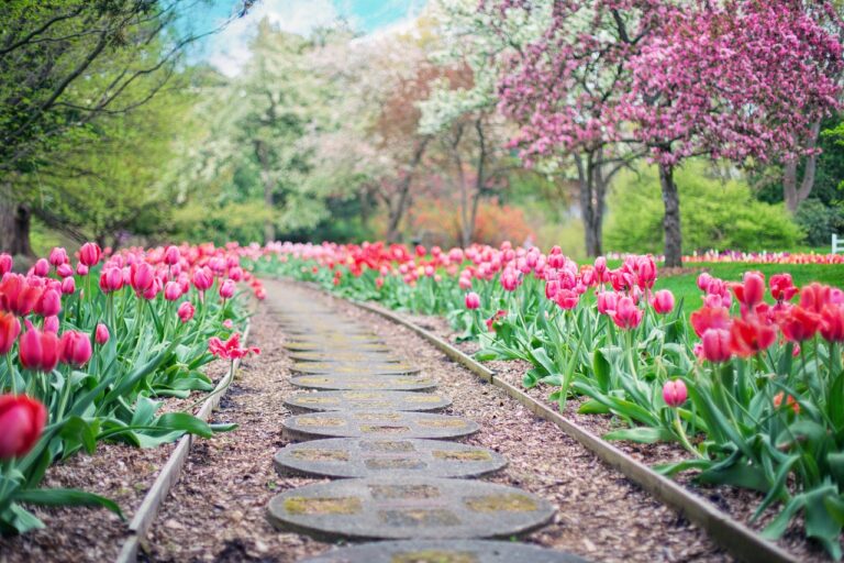 What is gardening? Gardening explained in simple terms